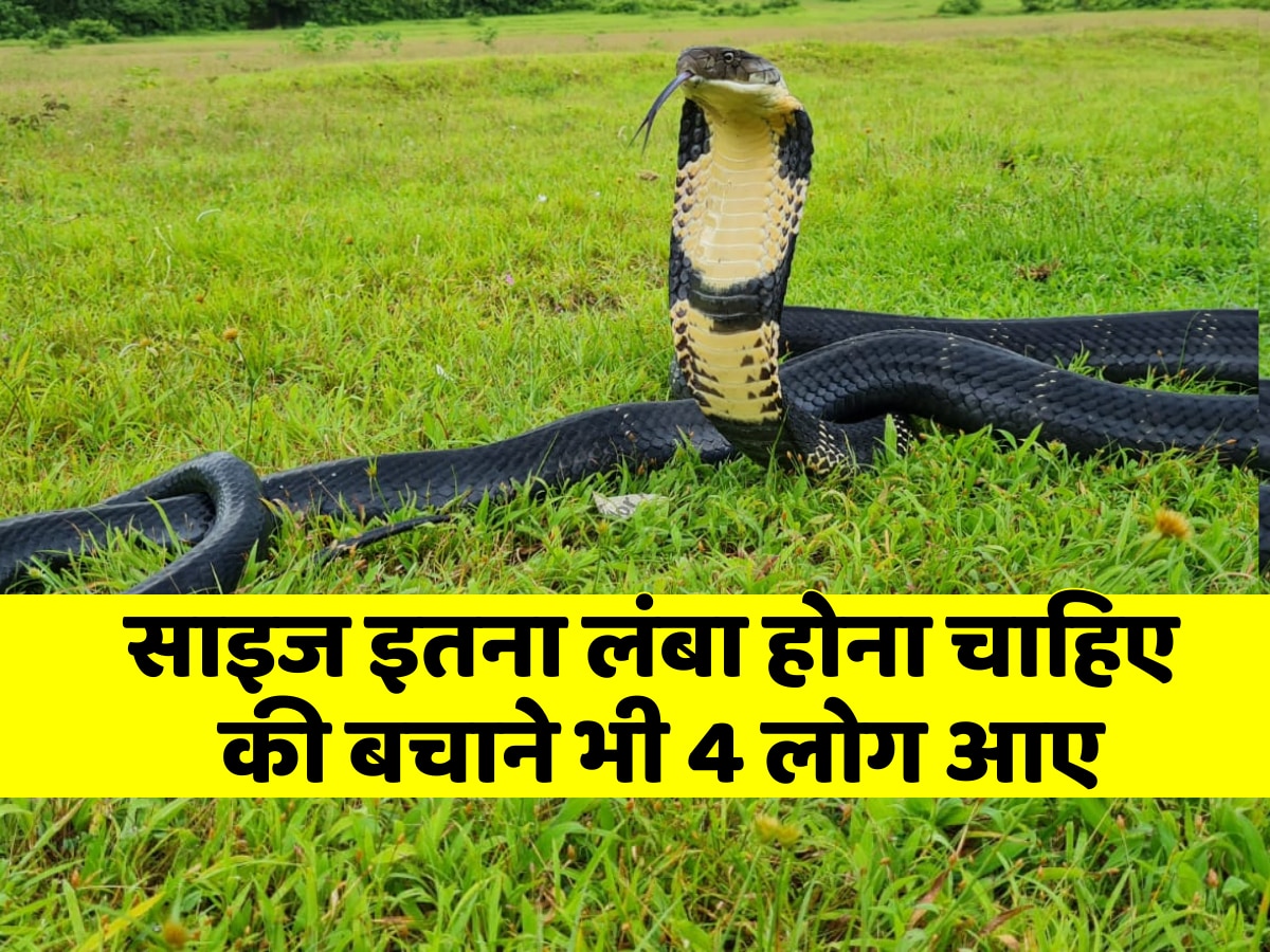 King Cobra 14 feet tall entered house, giant size eyes will explode ...