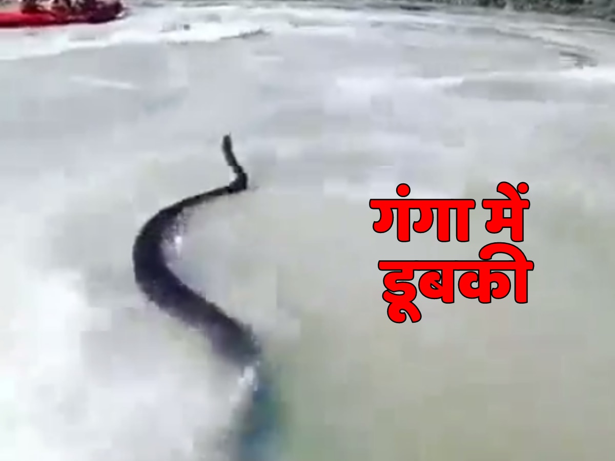 Snake Video After cobra python drowned in river Ganga video went viral ...