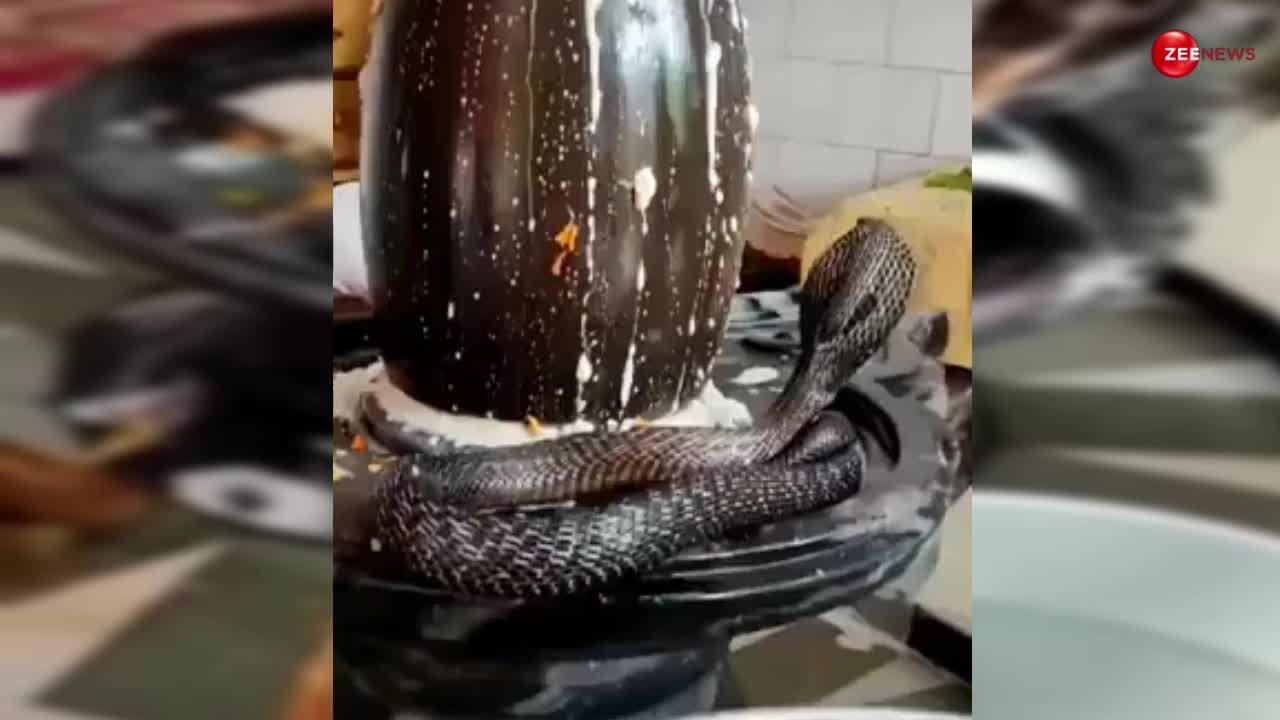 snake climb on the shivling while rudrabhishek vidhi in sawan 2023 ...