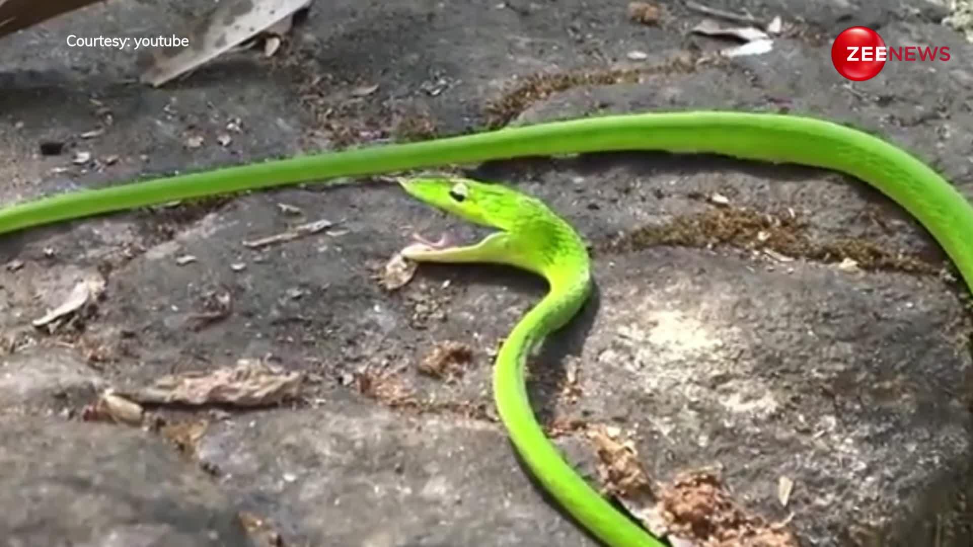 dangerous green colour king cobra was spotted in deep jungle | जंगलों ...