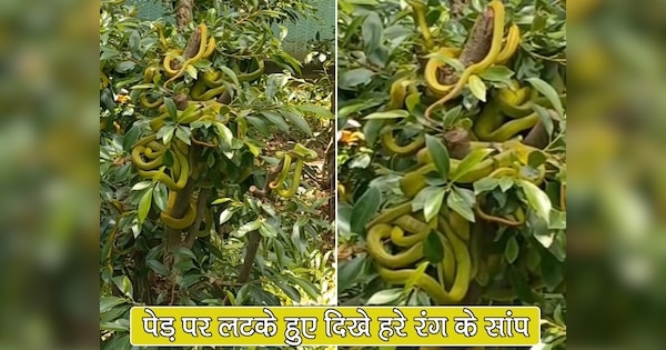Snake Video: Dozens of dangerous snakes seen hanging on the tree like ...