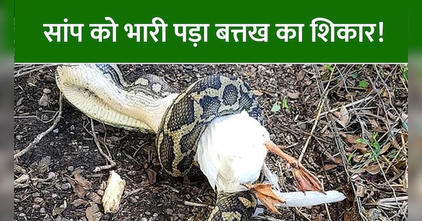 rajasthan news snake eat whole duck but he will vomiting for save life