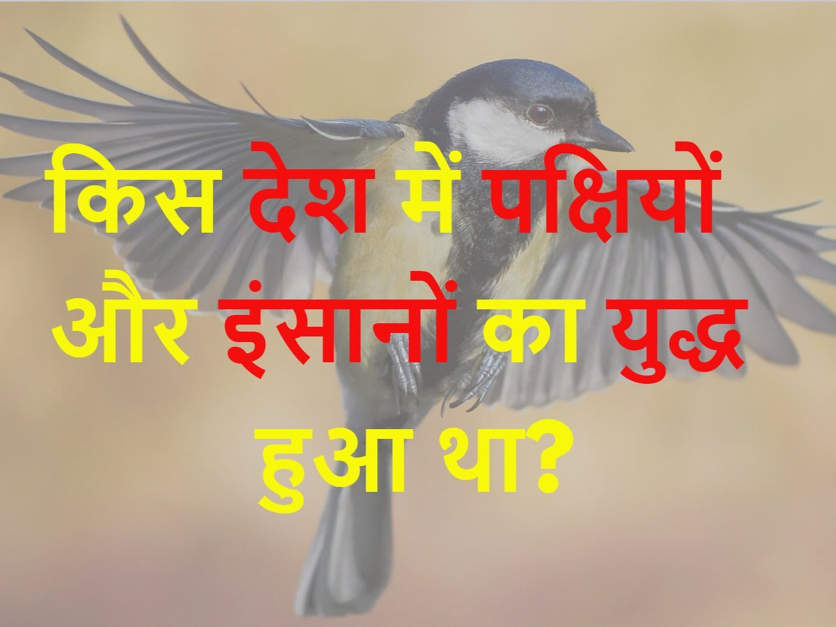 In which country did the war between birds and humans take place | Quiz ...