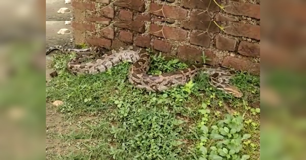Snake Video Cat caught 8 feet long python ranchi watch | Snake Video ...