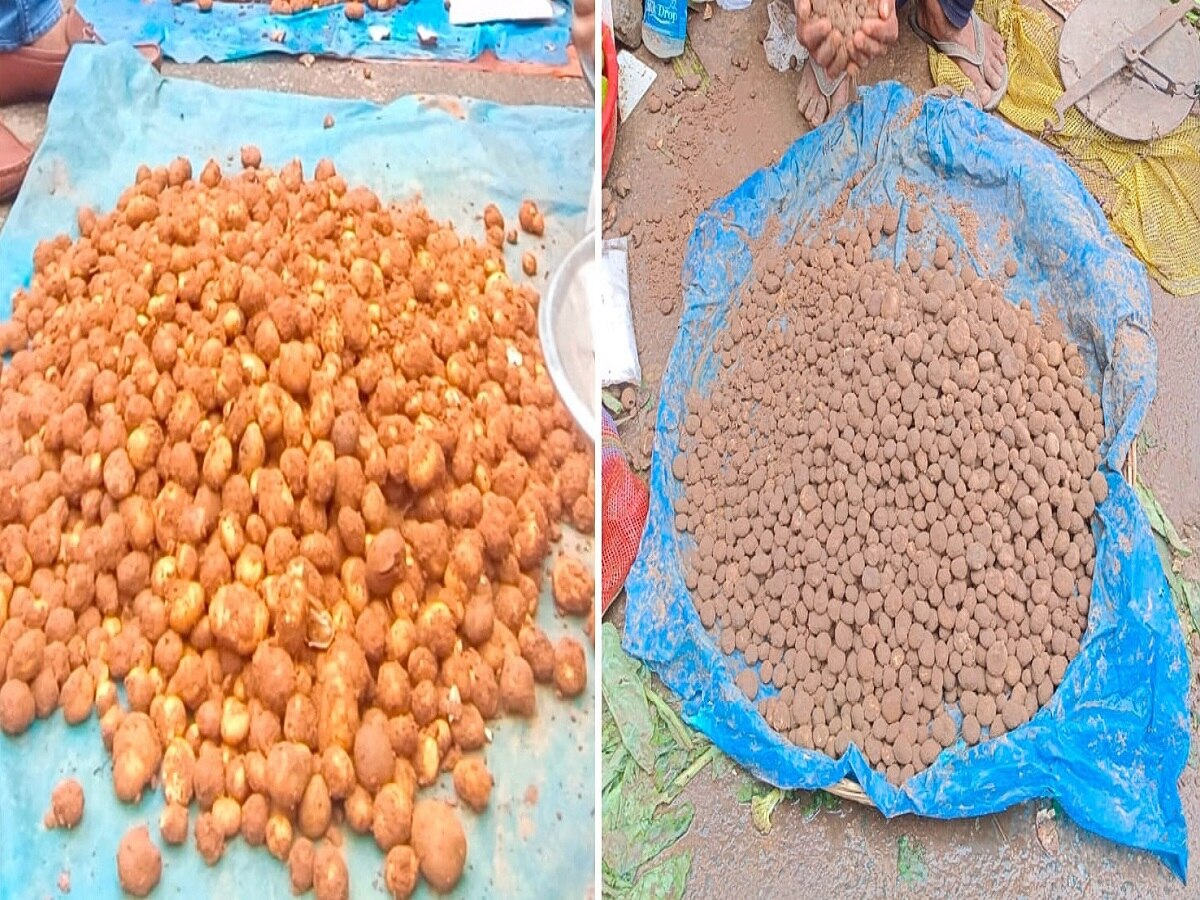 monsoon Start vegetarian mutton arrived in the market of Jharkhand ...