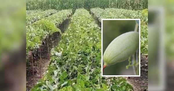 This farmer is very profitable by farming Parwal