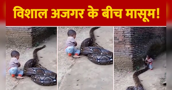 Child playing with python video went viral on social media | Viral Video: अजगर और बच्चे का हैरान ...