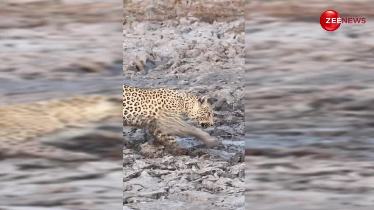 animal videos leopard gets surprised by a hippo covered in mud while ...