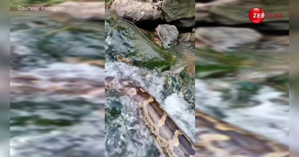 30 feet long biggest python ever seen bathing in waterfall netizens ...