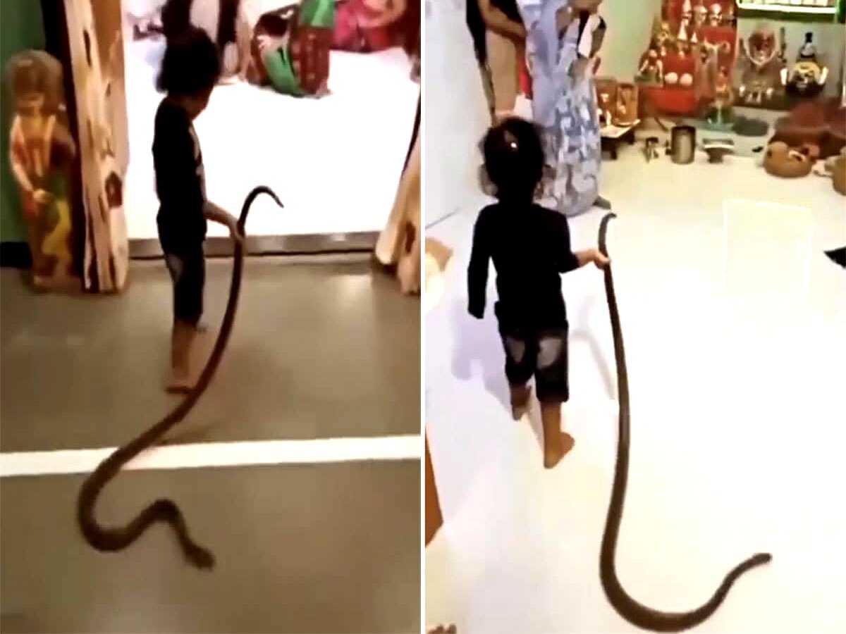 trending today kid playing with snake horriible video viral in social ...