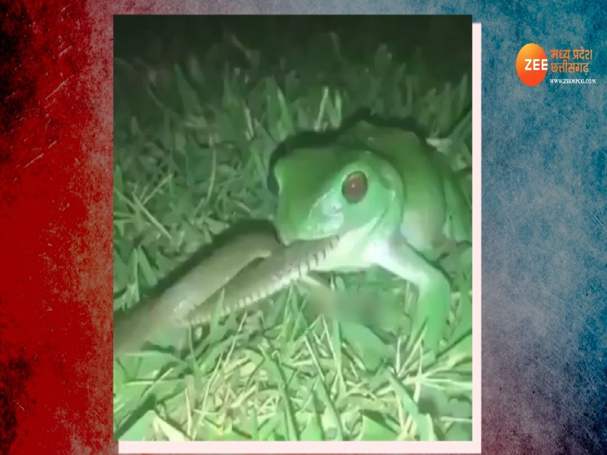 Saap Aur Mendhak Frog And Snake Green Frog Hunted Poisonous Snake ...