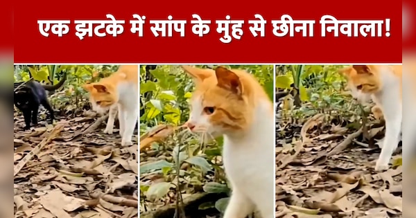 wildlife video cat attack snake snatched prey billi ne saanp ko mara ...