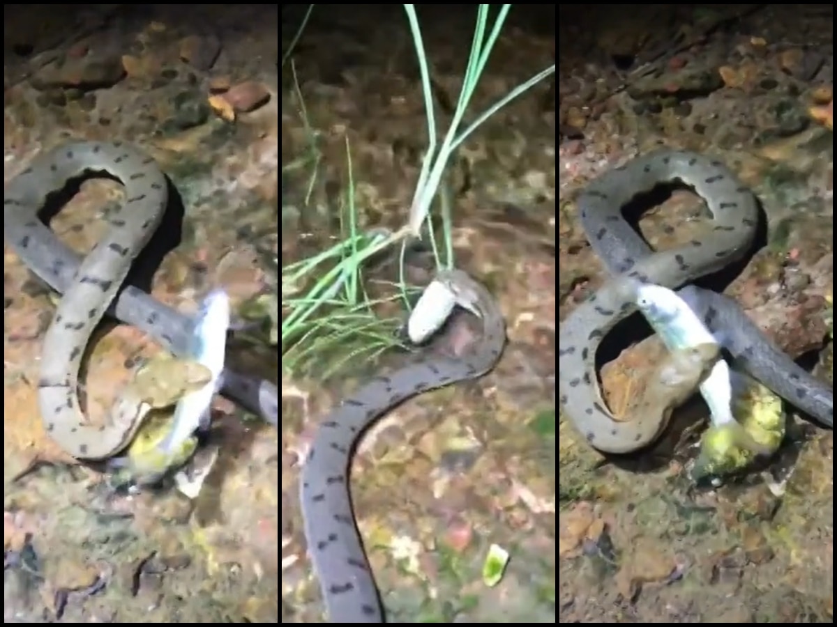 Saap Aur Machhali Snake Hunted Fish Under Water Unique Style Shikari ...