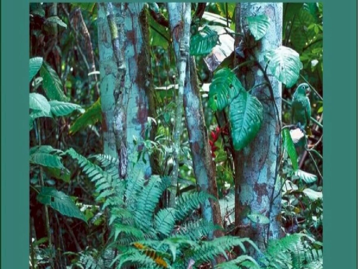 optical illusion find hidden parrot in this image within 4 seconds ...