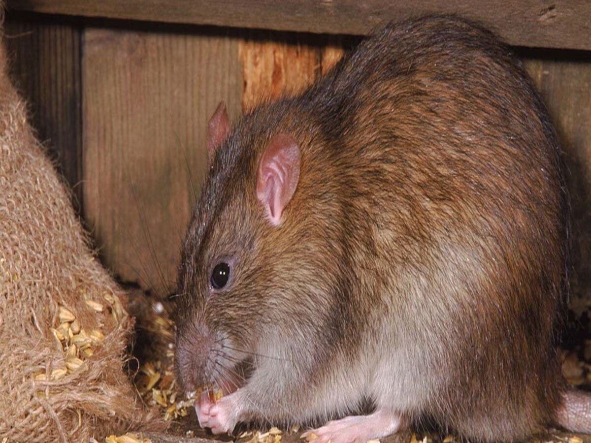 superstitions about rat These signs found when rats enter house know it ...