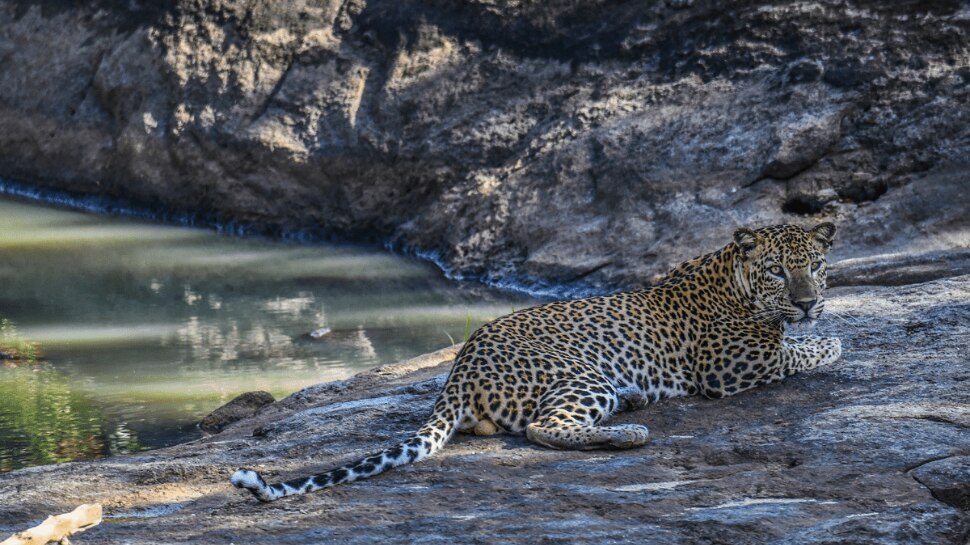 Leopards seen drinking water at water point in Jhalana Leopard Reserve ...