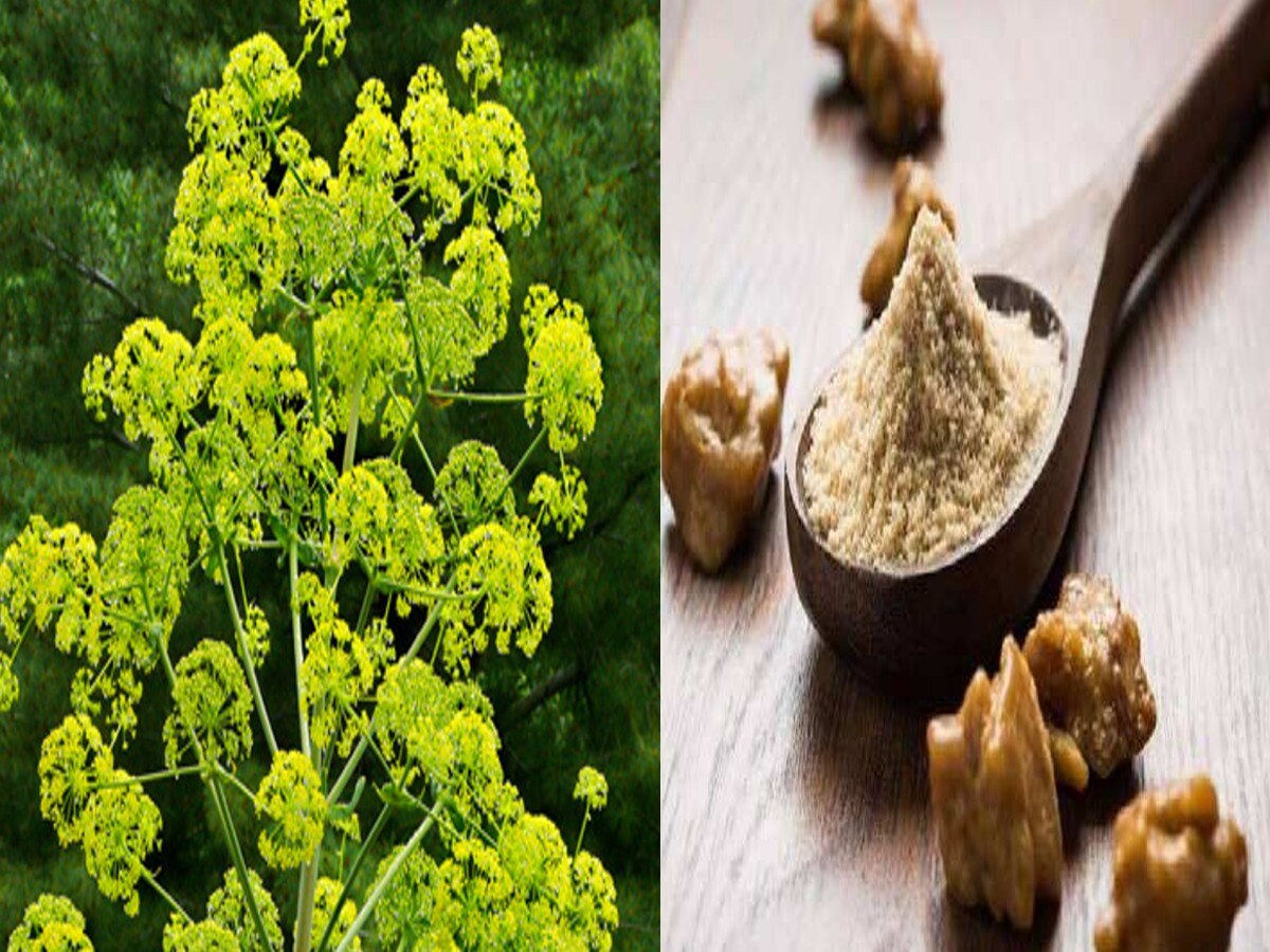 cultivated farming in lahual spiti himachal pradesh heeng ki kheti ...