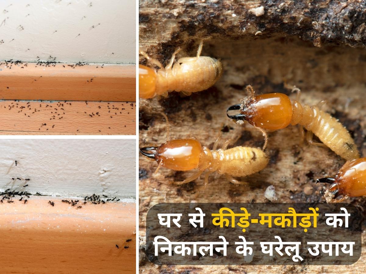 Kitchen hacks home remedies to remove rainy insects bugs barsati keede ...