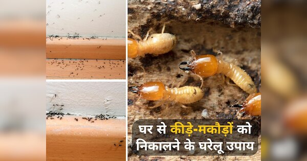 Kitchen hacks home remedies to remove rainy insects bugs barsati keede ...