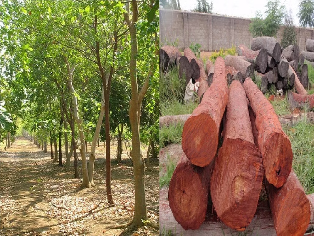 top 5 commercial trees Cultivation, earn more profit in less cost ...