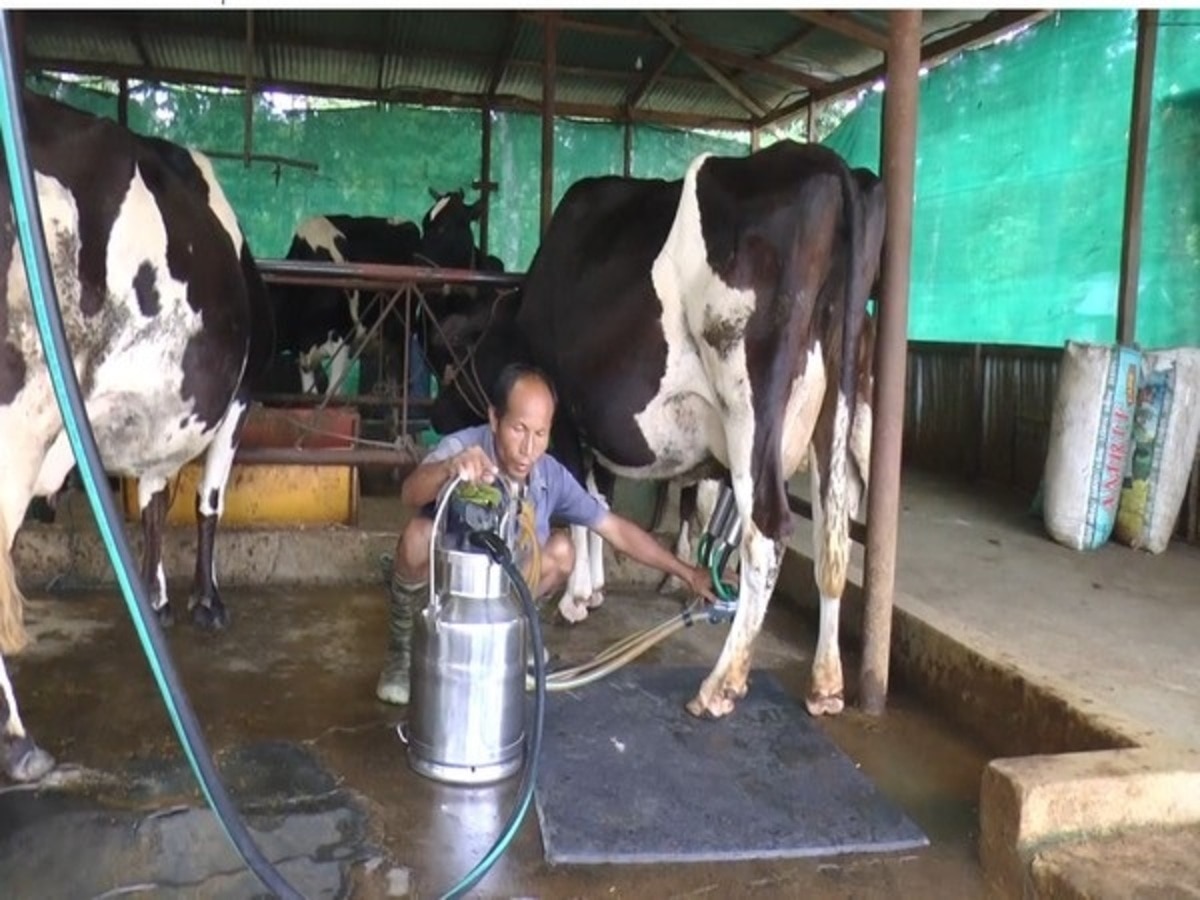 Milk Production income inrease earn lakhs of rupees at home how to ...