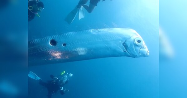 Animal Video Mysterious Doomsday Fish seen in sea watch | Animal Video ...