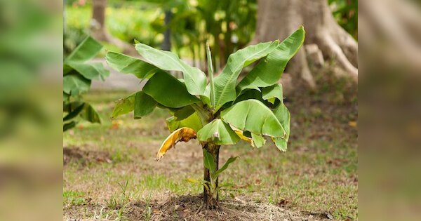 Guruwar Remedies: केले की जड़ का ये टोटका खोलेगा भाग्य के द्वार, खुद ...