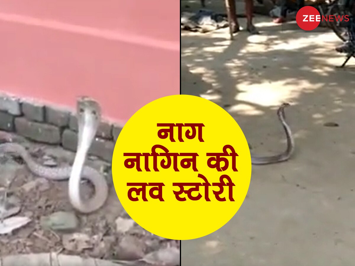 Amazing love story of Naag Nagin sapera caught female snake after four ...