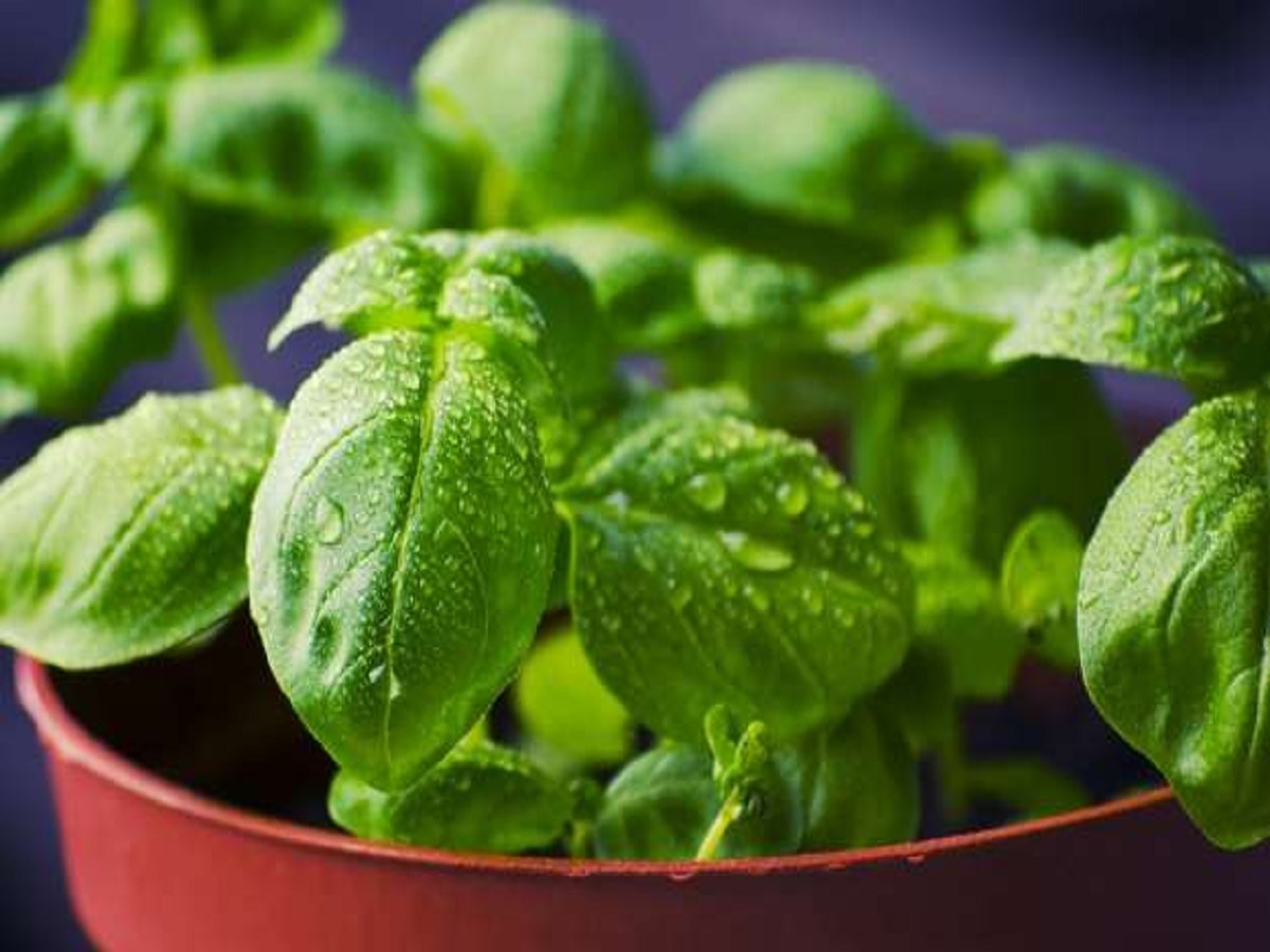 Tulsi Benefits in hindi Tulsi healthcare tips 10 benefits of eating ...