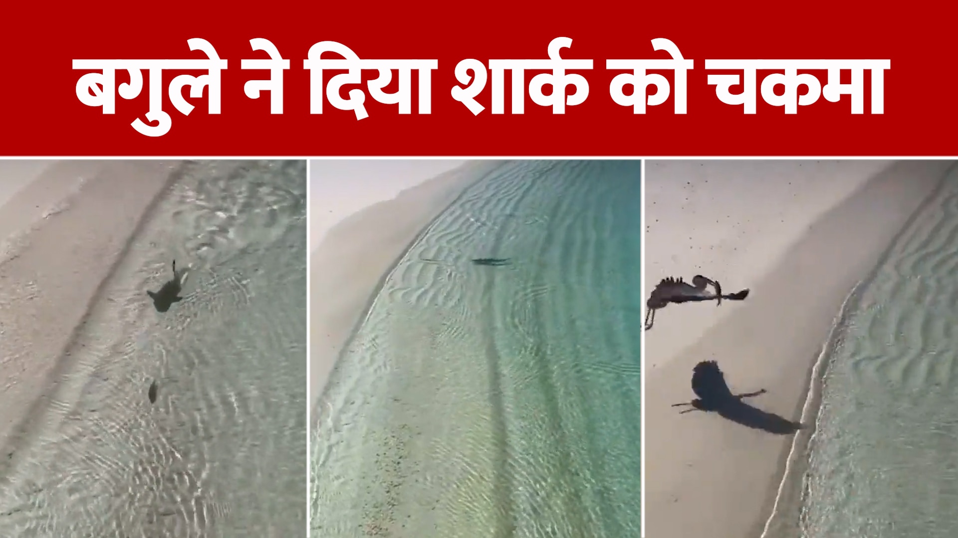 Viral Video shark chasing the fish the heron came in between and took ...