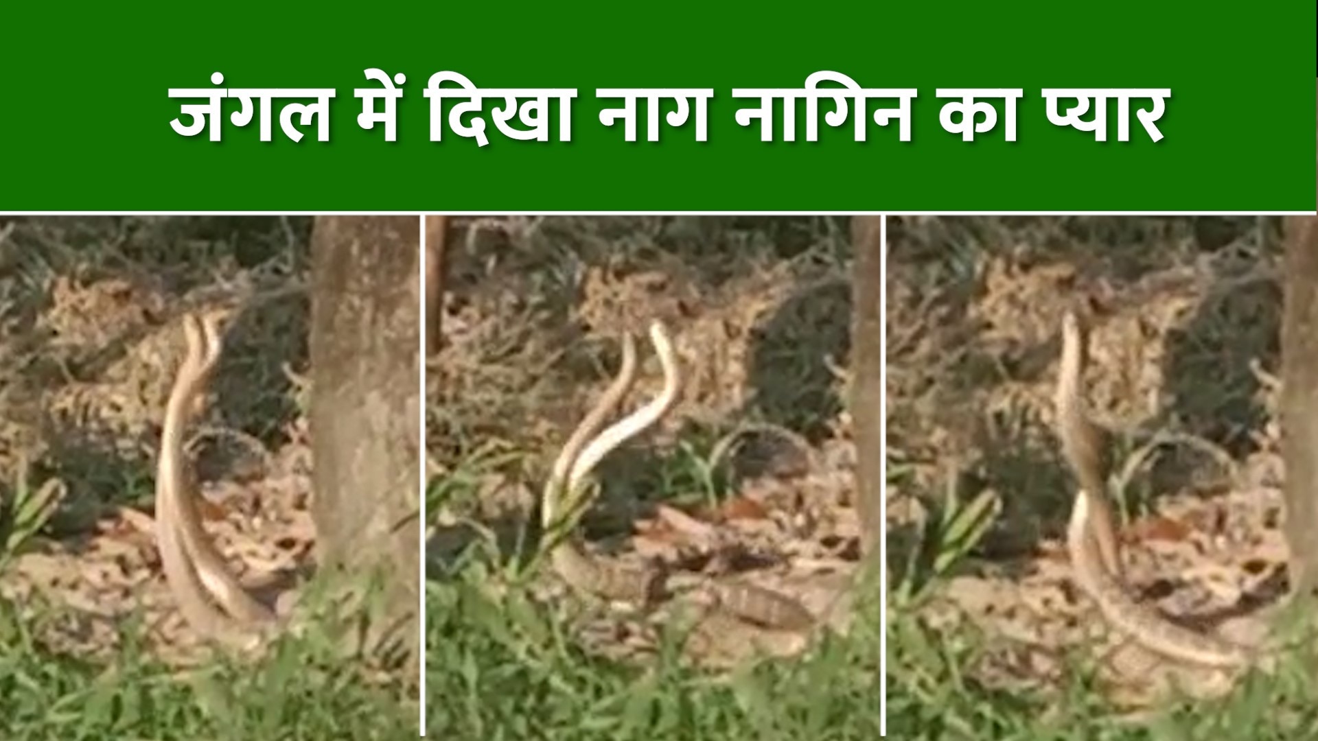 Nag Nagin couple twirl around each other in bushes snakes mating video ...