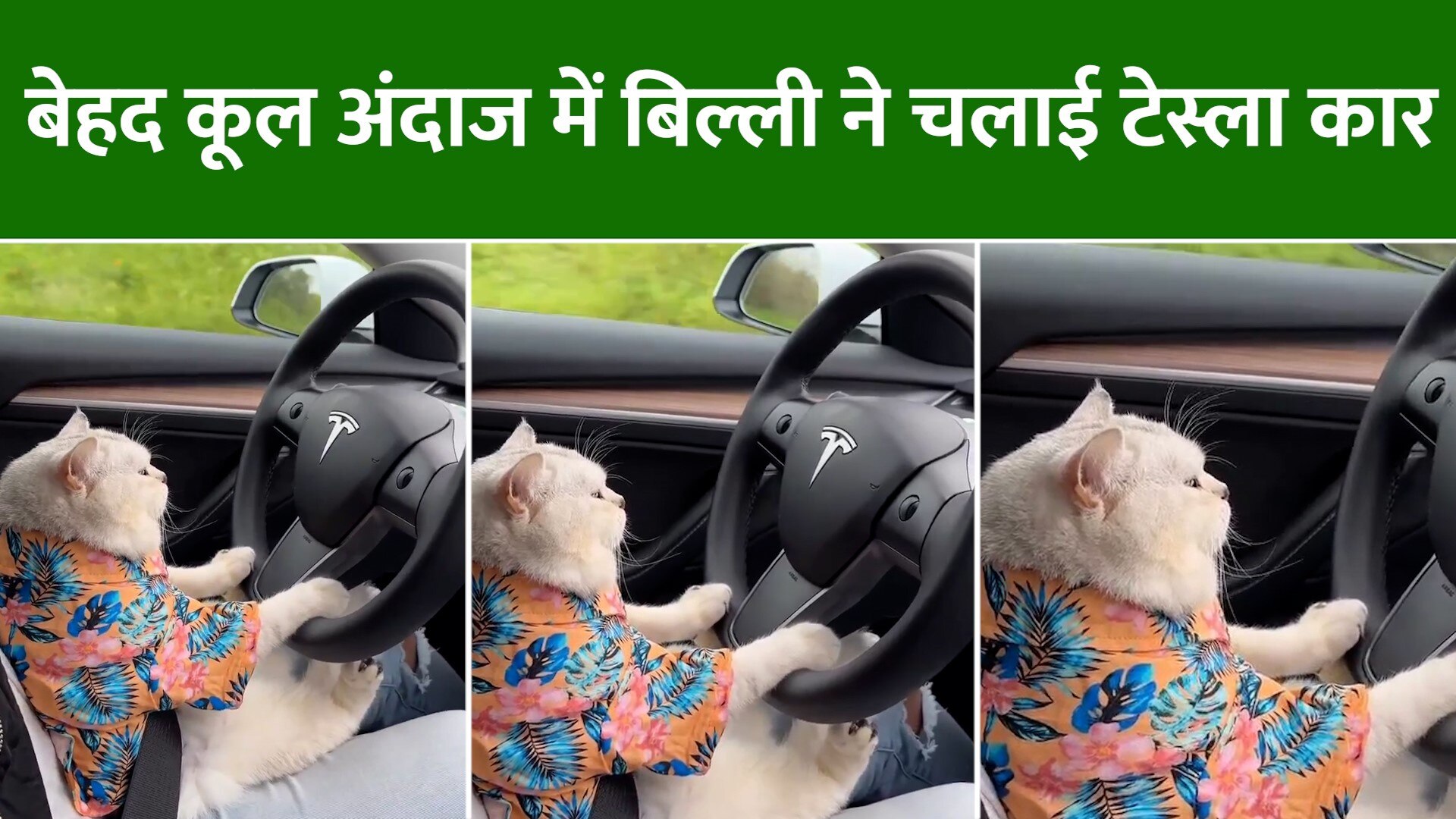 Viral Video Cat wears printed shirt and drives Tesla car in a very cool way