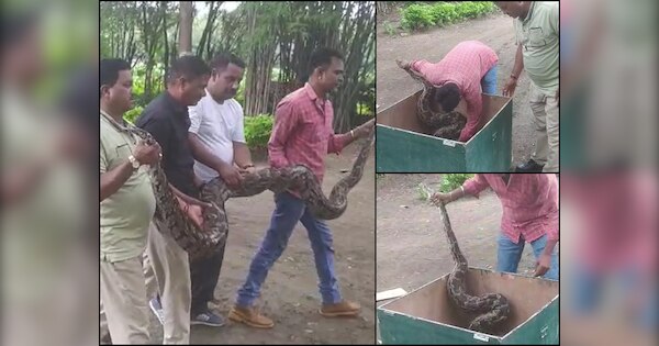 Ujjain News 11 Feet 50 KG Python In Village Of Mahidpur 4 People Rescued Watch Ajgar Ka Video ...