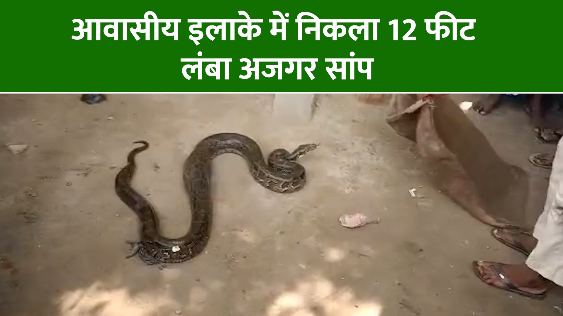 Giant Python of 12 feet long found in residential area in Bihar Snake ...