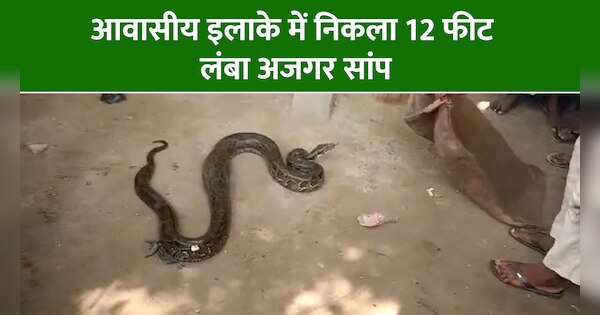 Giant Python of 12 feet long found in residential area in Bihar Snake ...