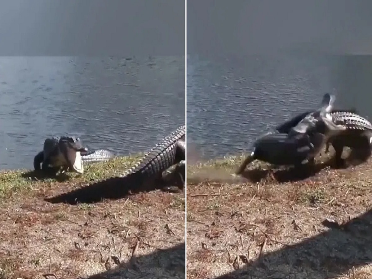 Crocodile attacked his partner, then you will be shocked to see what ...