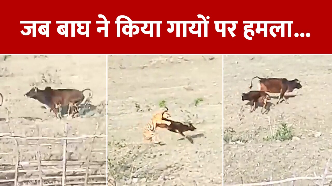 tiger sher attack on cow in village video goes viral animal wildlife ...