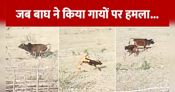 tiger sher attack on cow in village video goes viral animal wildlife ...