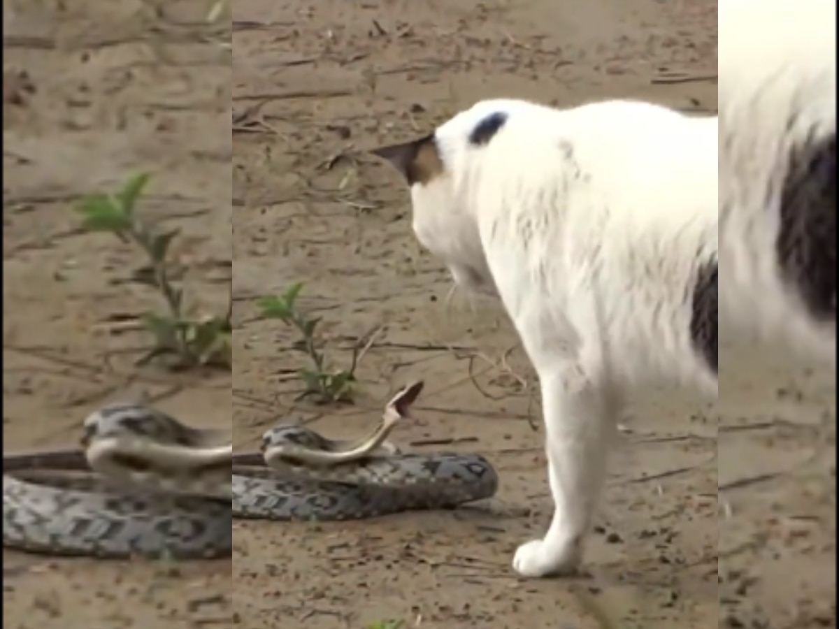 Cat And king cobra Snake Fight watch viral video of instagram | Snake ...