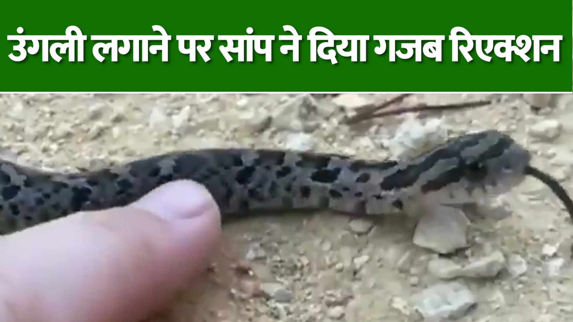 Viral video man touch snake snake given cute reaction | Video: उंगली ...