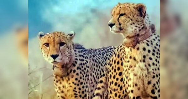 cheetas are shifting from to open forest in kuno national park tourists ...