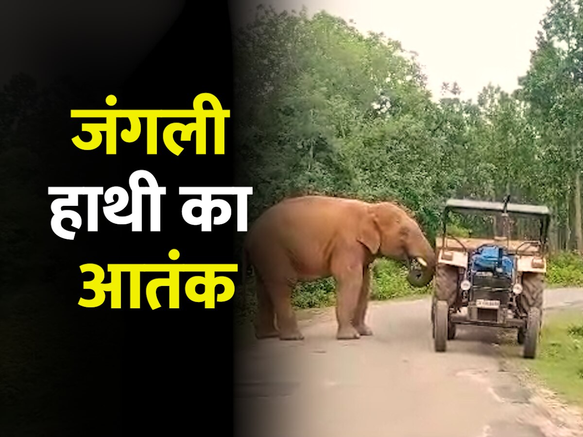 Elephant terror continues in village jungle scene of panic among people ...