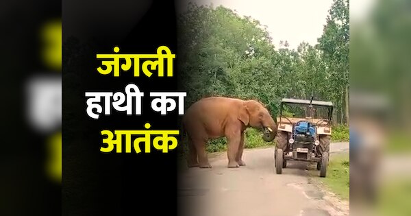 Elephant terror continues in village jungle scene of panic among people ...