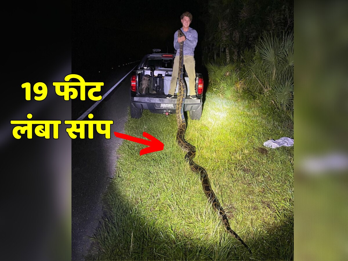 Snake Video Youth caught 19 feet long python trending on twitter| Snake ...