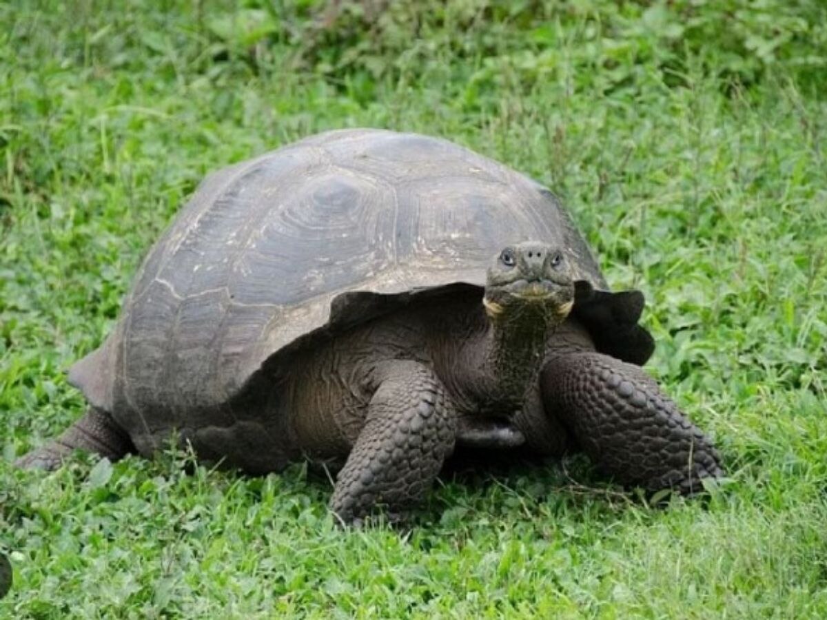 Vastu Tips The arrival of these 5 creatures in the house is very ...