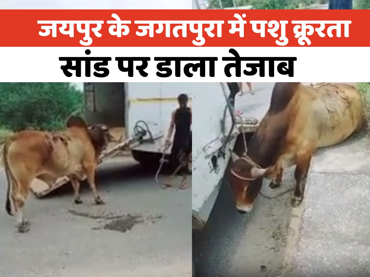 Jaipur News Animal cruelty in Jagatpura acid poured on bull | Jaipur ...
