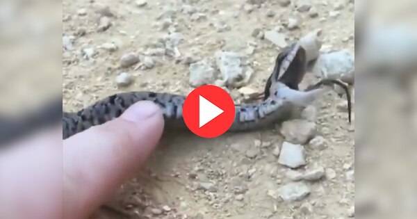 snake viral video man touch snake and snake given cute reaction