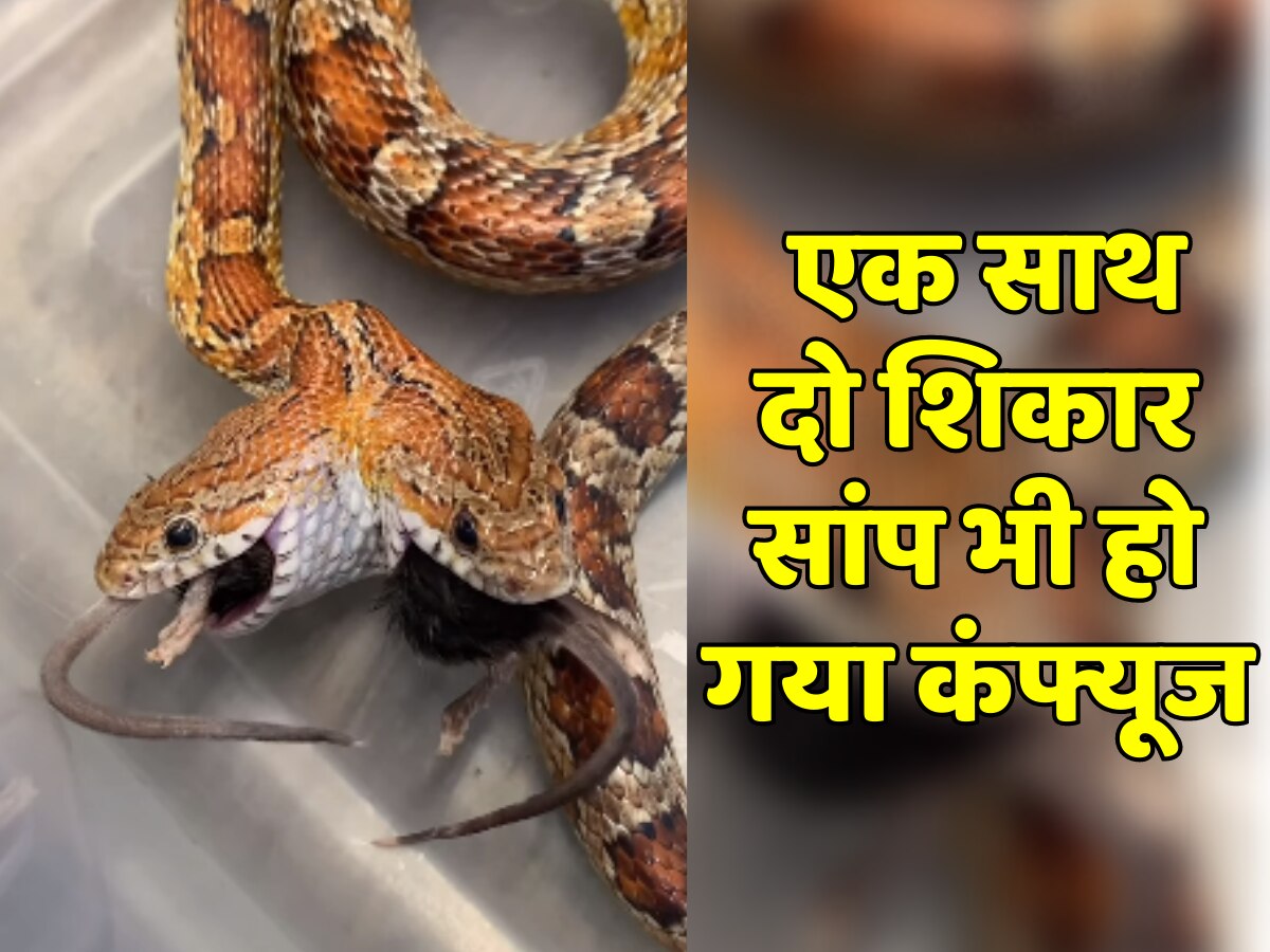 Snake Video Two faced snake killed two victims at same time | Snake ...