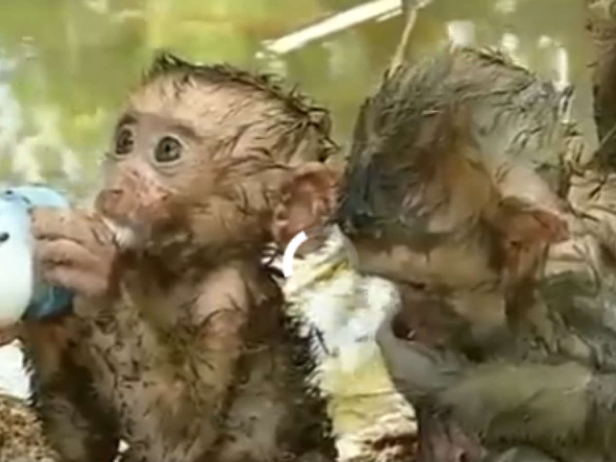 video of 2 monkey children trapped in flood will make you emotional ...
