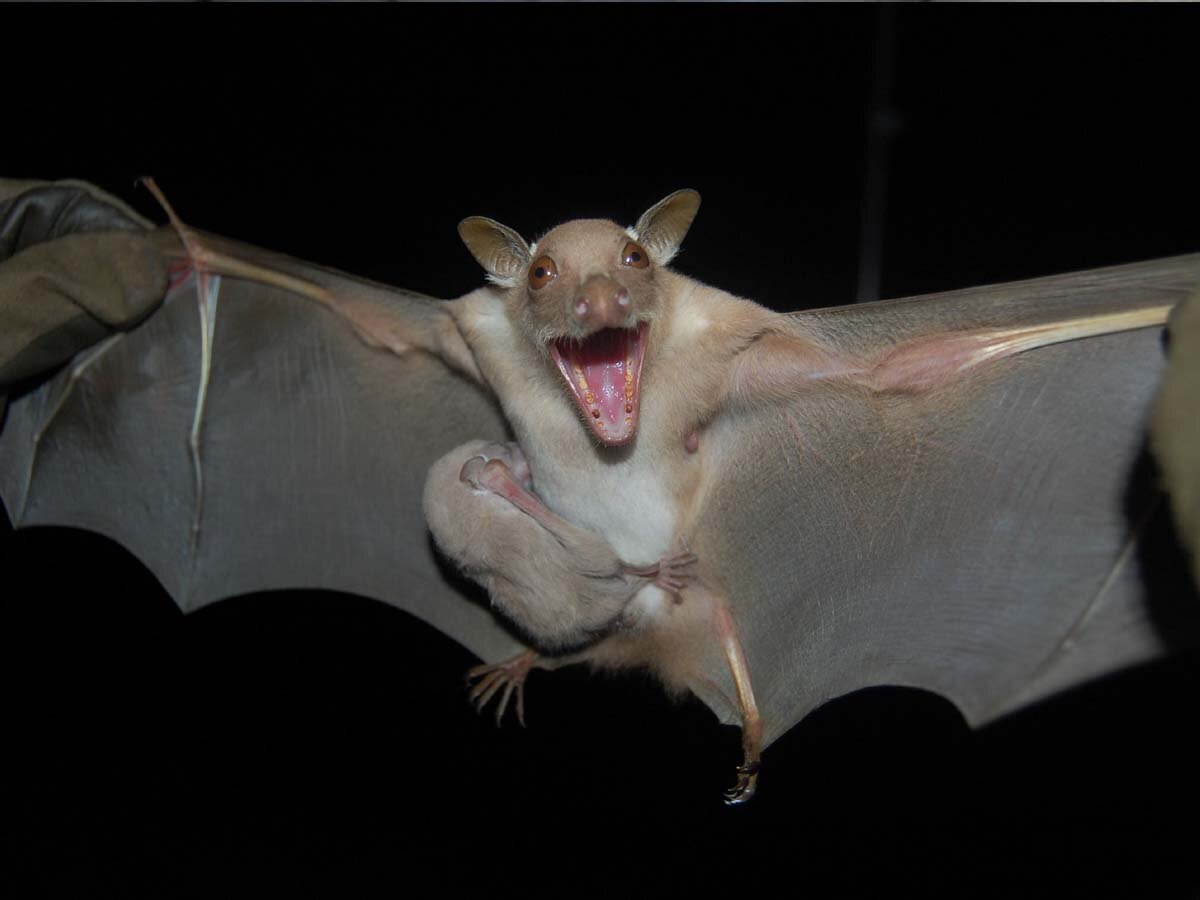 bat is dangerous cause to spread any virus scientists warned against bat